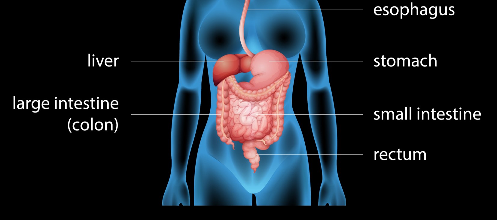 What does a proctologist Do? vs Gastroenterologist Know the Difference